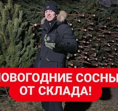 Новогодняя сосна от склада