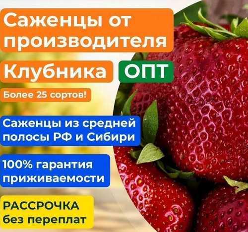 Саженцы клубники оптом. Много сортов