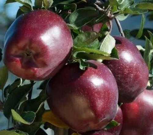 Саженцы яблони Джеромини