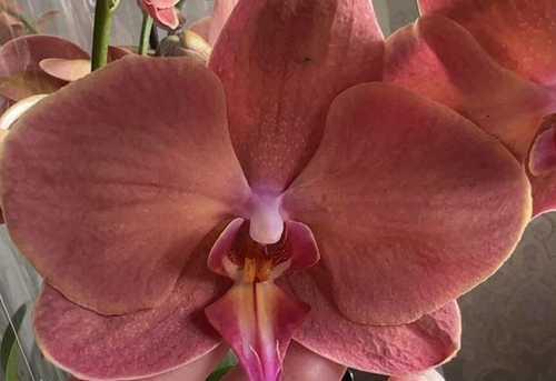 Орхидея фаленопсис Папайя