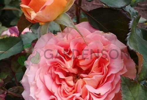 Саженцы роз оптом (450 сортов) - Vivienne Westwood