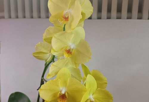 Орхидея фаленопсис сорт Феррара