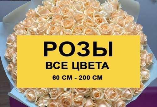 Розы, 51 101 роза, цветы с доставкой