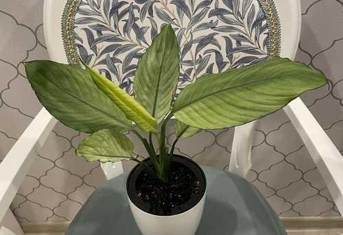 Спатифиллум Сплит Милк Spathiphyllum mint (Гофра)