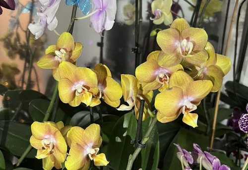 Орхидея фаленопсис Лас Вегас