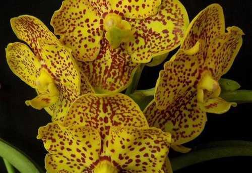 Орхидея Ванда Thai Spots