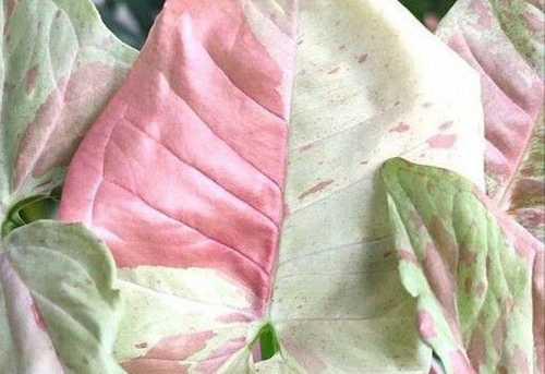 Syngonium Milk Confetti