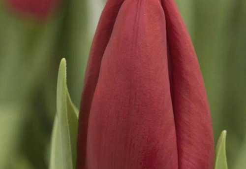 Тюльпаны к 8 марта (опт, розница )