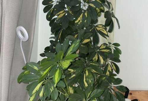 Комнатное растение шеффлера