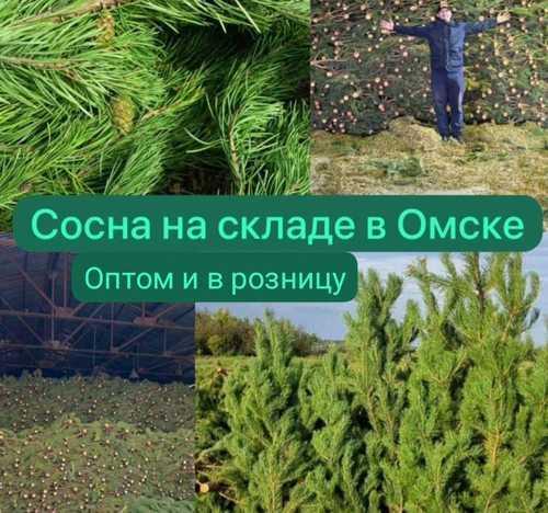 Сосна новогодняя