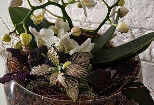 Орхидея, орхидариум, подарок