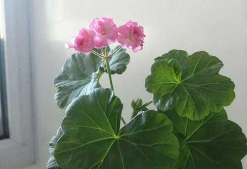 Пеларгония герань сортовая"Ампельная роза"