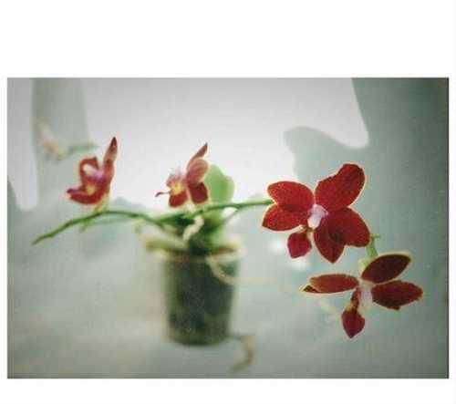 Ароматная орхидея Феникс