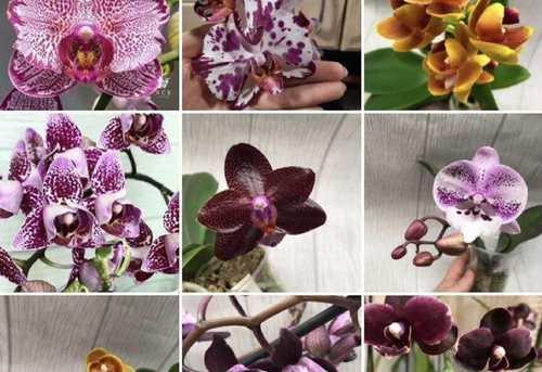 Орхидея фаленопсис бабочка - разные сорта