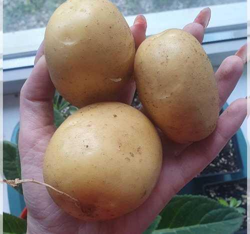 Картофель молодой