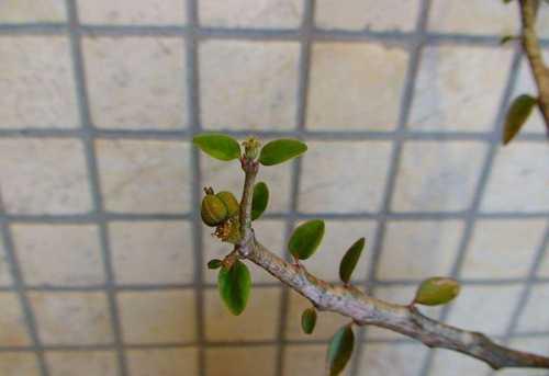 Euphorbia Bemarahaensis. Молочай Бемарахский