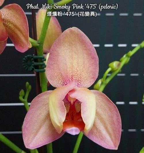 Орхидея Phal. Легато - Miki Smoky Pink 47(peloric)