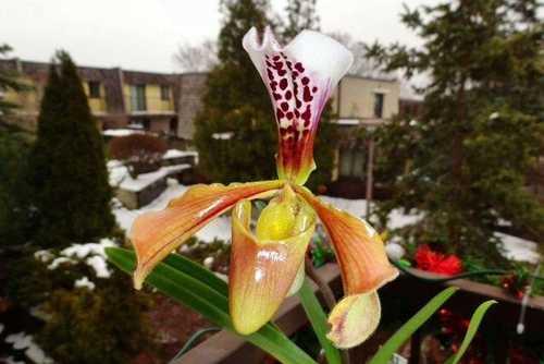 Продается редкая орхидея