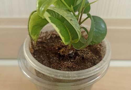 Фикусы Бенджамина (разные сорта 2)