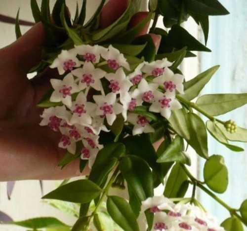 Хойя Белла