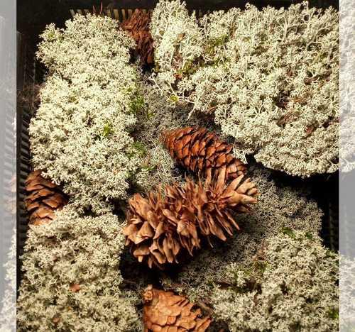 Мох высушенный