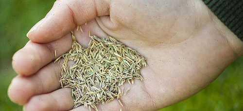 Газонные семена | Festima.Ru - Мониторинг объявлений