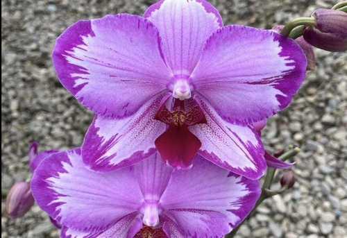 Орхидея фаленопсис Toshi / Тоши