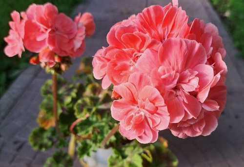 Pelargongaragets Hanna (novis) Черенок