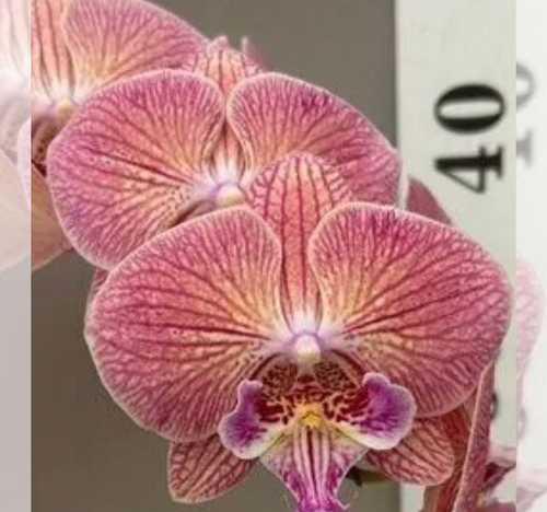 Орхидея Phal. L1379-1