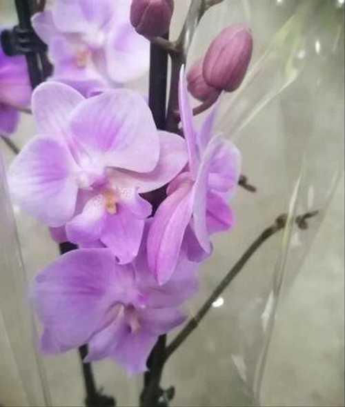 Орхидея фаленопсис биг лип Свит лиф