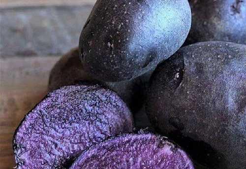 Картофель семенной сортовой фиолетовый