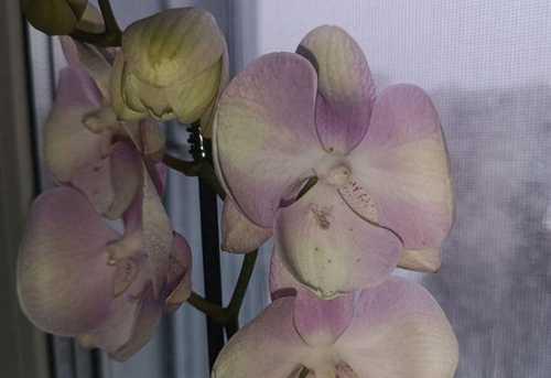 Орхидея фаленопсис биг лип венецианский карнавал