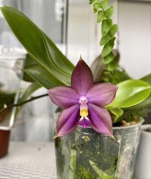 Орхидея Phal. Mituo Blue Bear M-5
