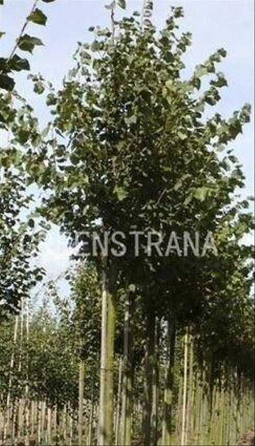 Липа Мелколистная Tilia cordata/200-300 см