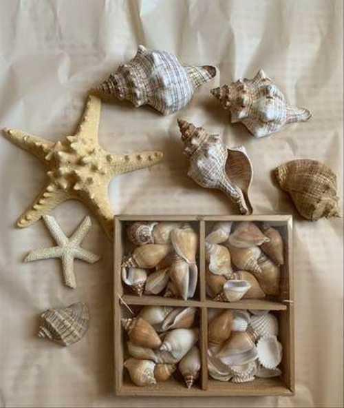 Декор морской ракушки морская звезда