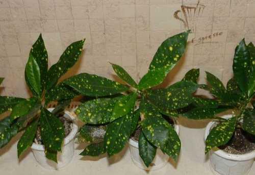 Молодые комнатные растение Аукуба