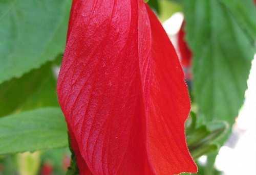 Мальвавискус сортовой гибискус (китайская роза)