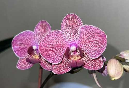 Орхидея фаленопсис кимоно