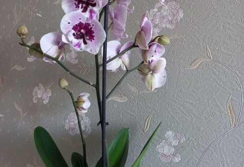 Орхидея фаленопсис Аладдин биг лип