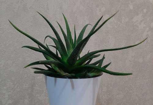 3 вида комнат. растений Aloe aristata спец микс