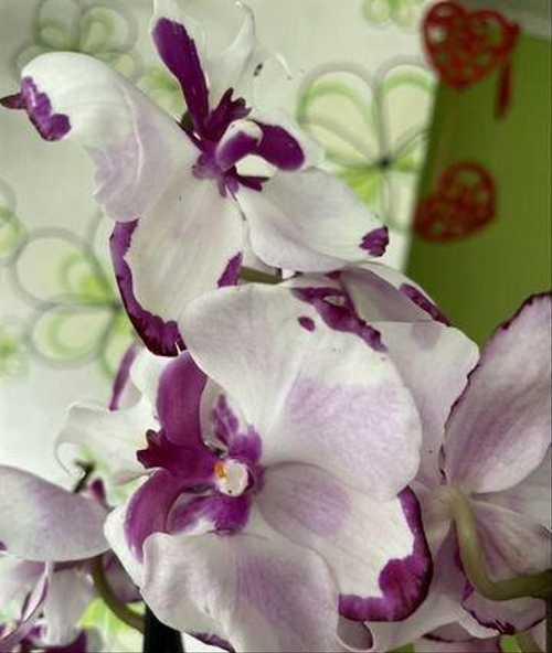 Орхидея фаленопсис биглип Молния (king car)