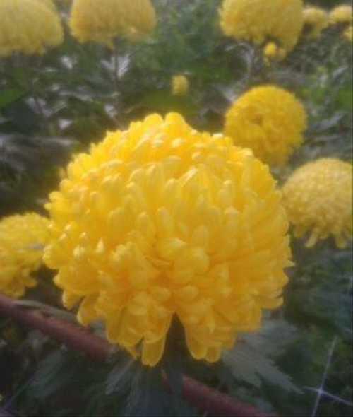 Корни шаровидной хризантемы