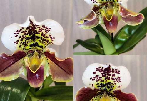 Орхидея башмачок пафиопедилум