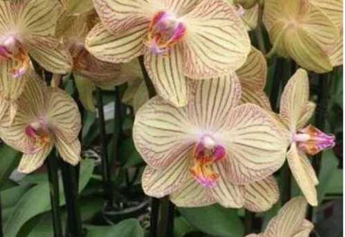 Орхидея фаленопсис Торино
