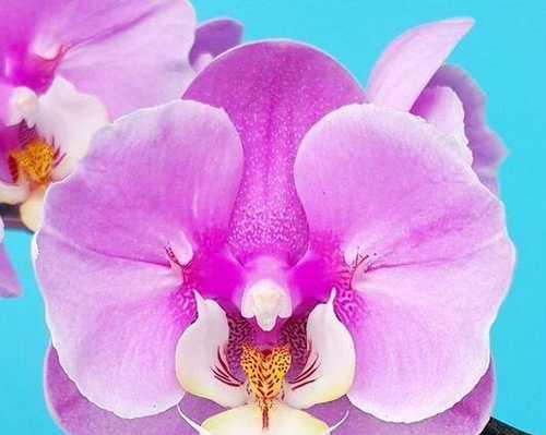 Предзаказ орхидея Phal. Taisuco Anna PF-5029