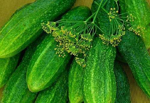 Огурец Самородок 0,25 гр цв.п (Био-старт)