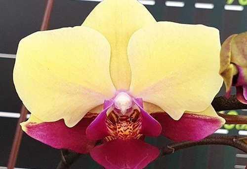 Орхидея Phal. Miki Spirit '94'