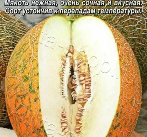 Семена дыня лакомка