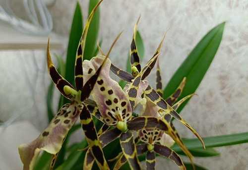 Орхидея брассия арома