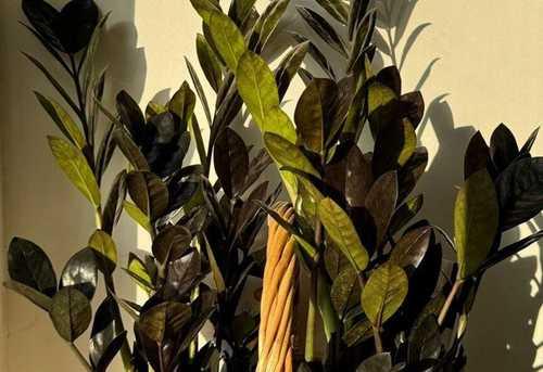 Замиокулькас равен черный комнатное растение